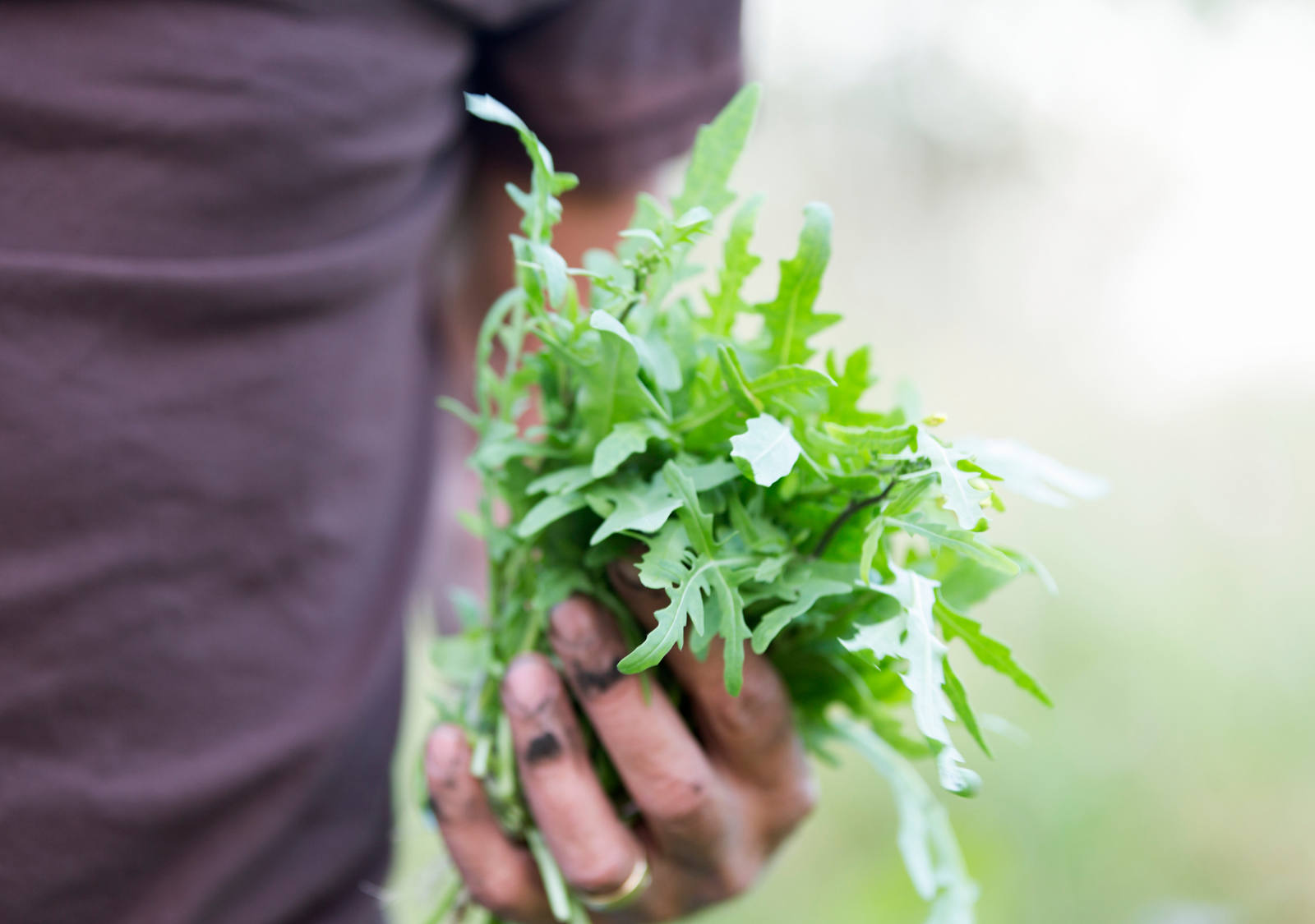 Bitter substances and their health benefits