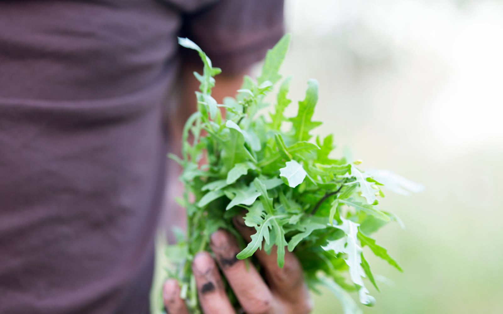 Les aliments amers, des aliments sains