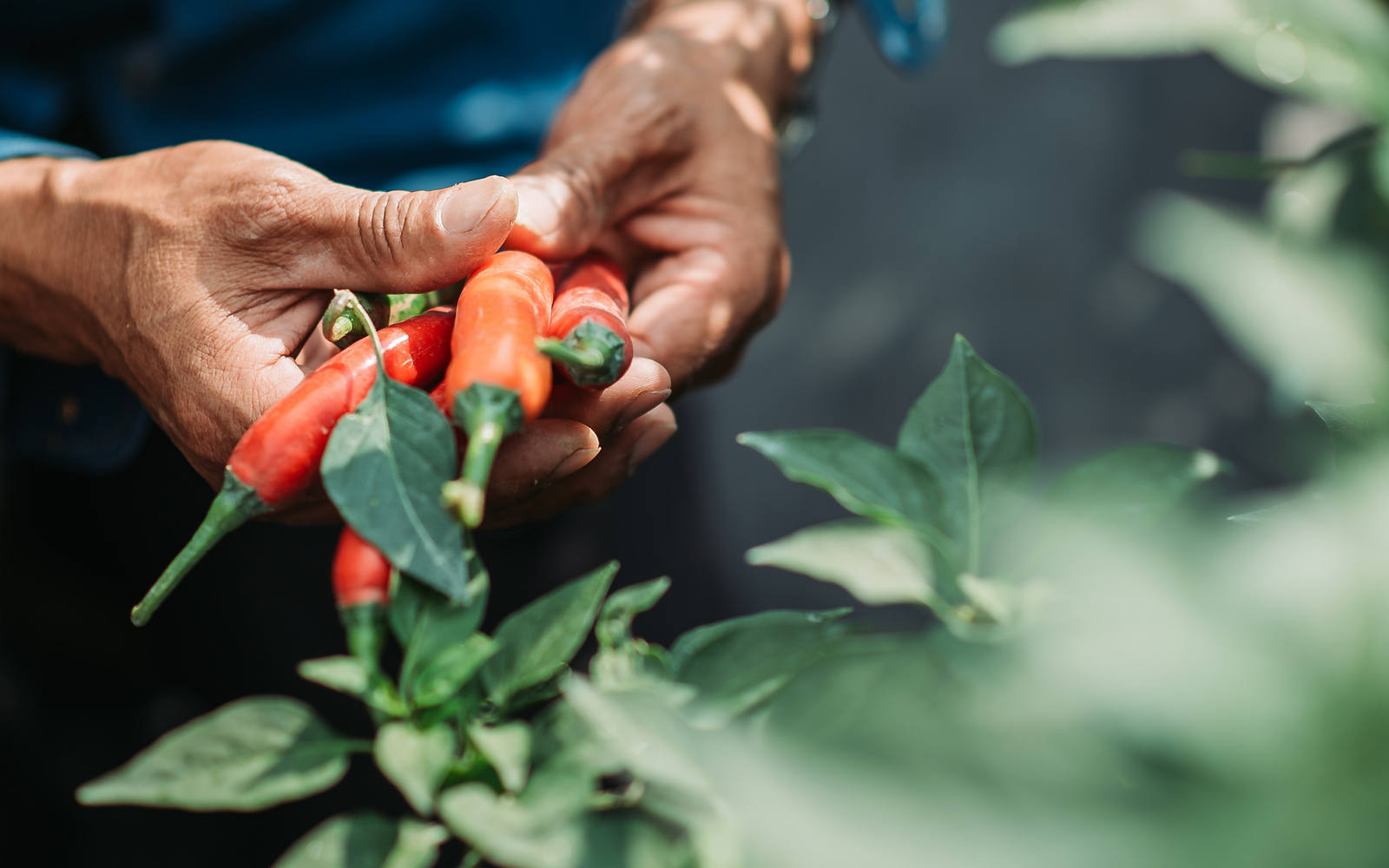 Wie gesund ist scharfes Essen?
