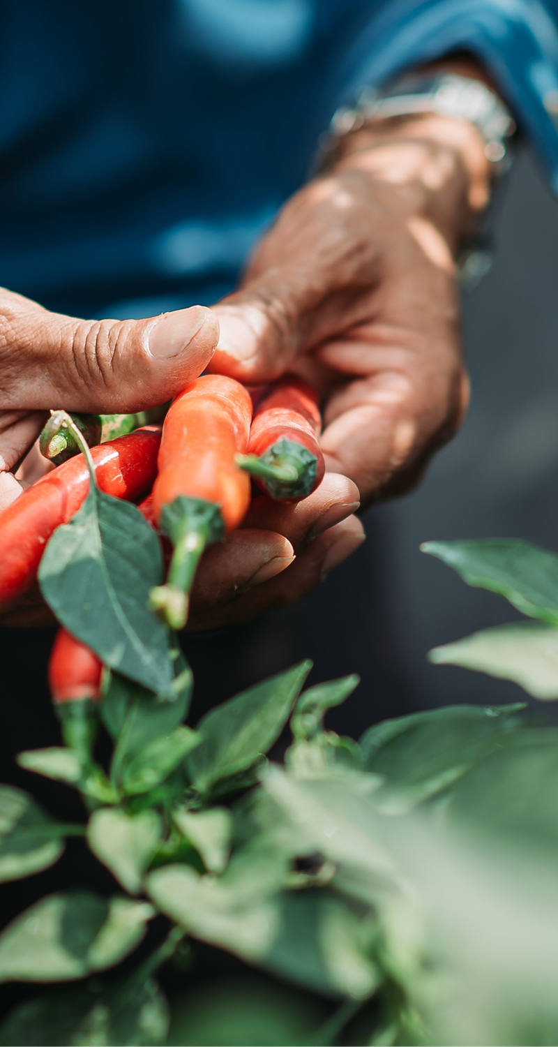 Les aliments amers, des aliments sains