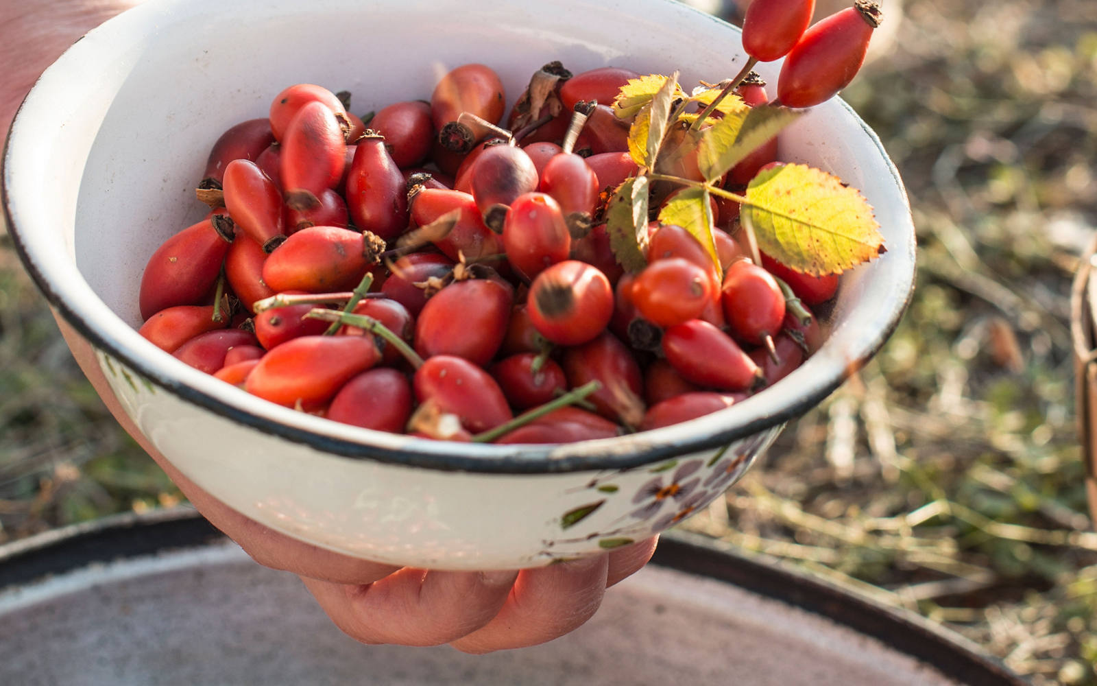 Piccolo frutto, grande effetto – il superfrutto rosa canina